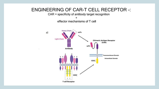 CAR T cell Therapy usable for cancer biology.... | PPTX | Genetics | Science