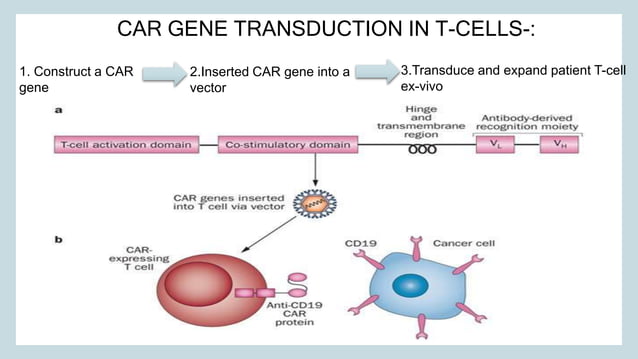 CAR T cell Therapy usable for cancer biology.... | PPTX | Genetics | Science