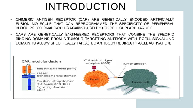 CAR T cell Therapy usable for cancer biology.... | PPTX | Genetics | Science