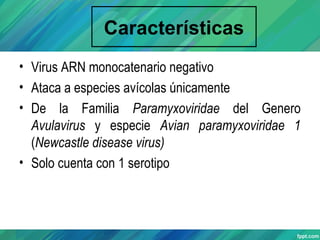Newcastle en aves de producción | PPT