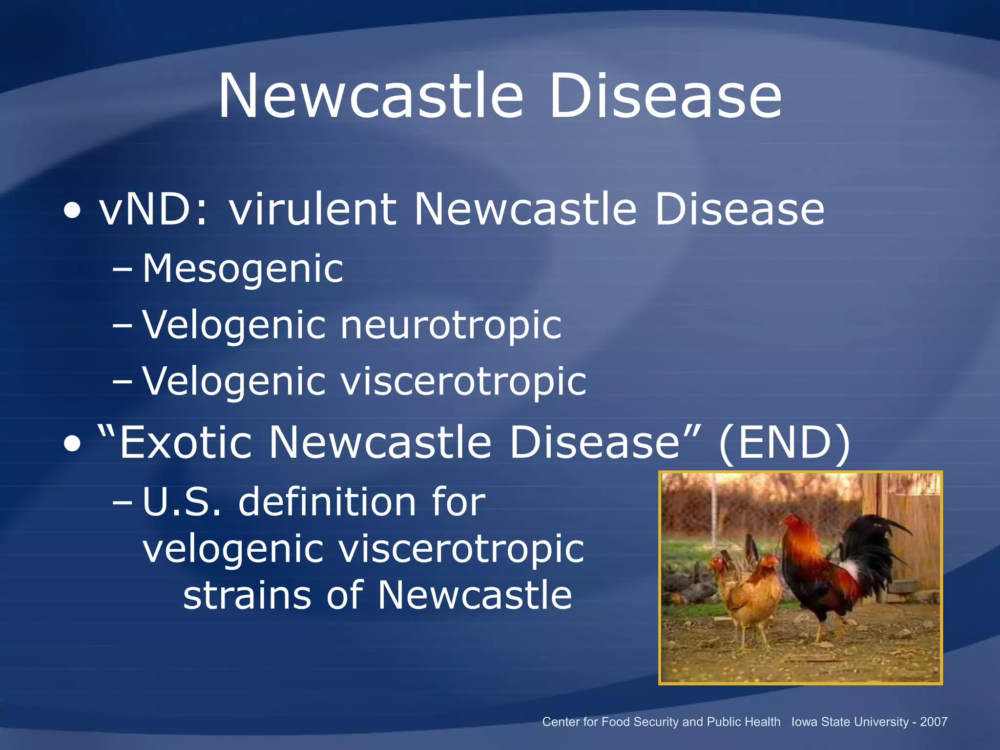 Newcastle disease | PPT | Infectious Diseases | Diseases and Conditions