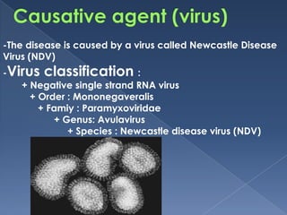 Newcastle disease | PPTX