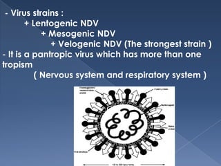 Newcastle disease | PPTX