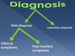 Newcastle disease | PPTX
