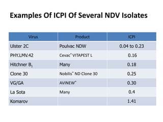 New Castle Disease | PPTX
