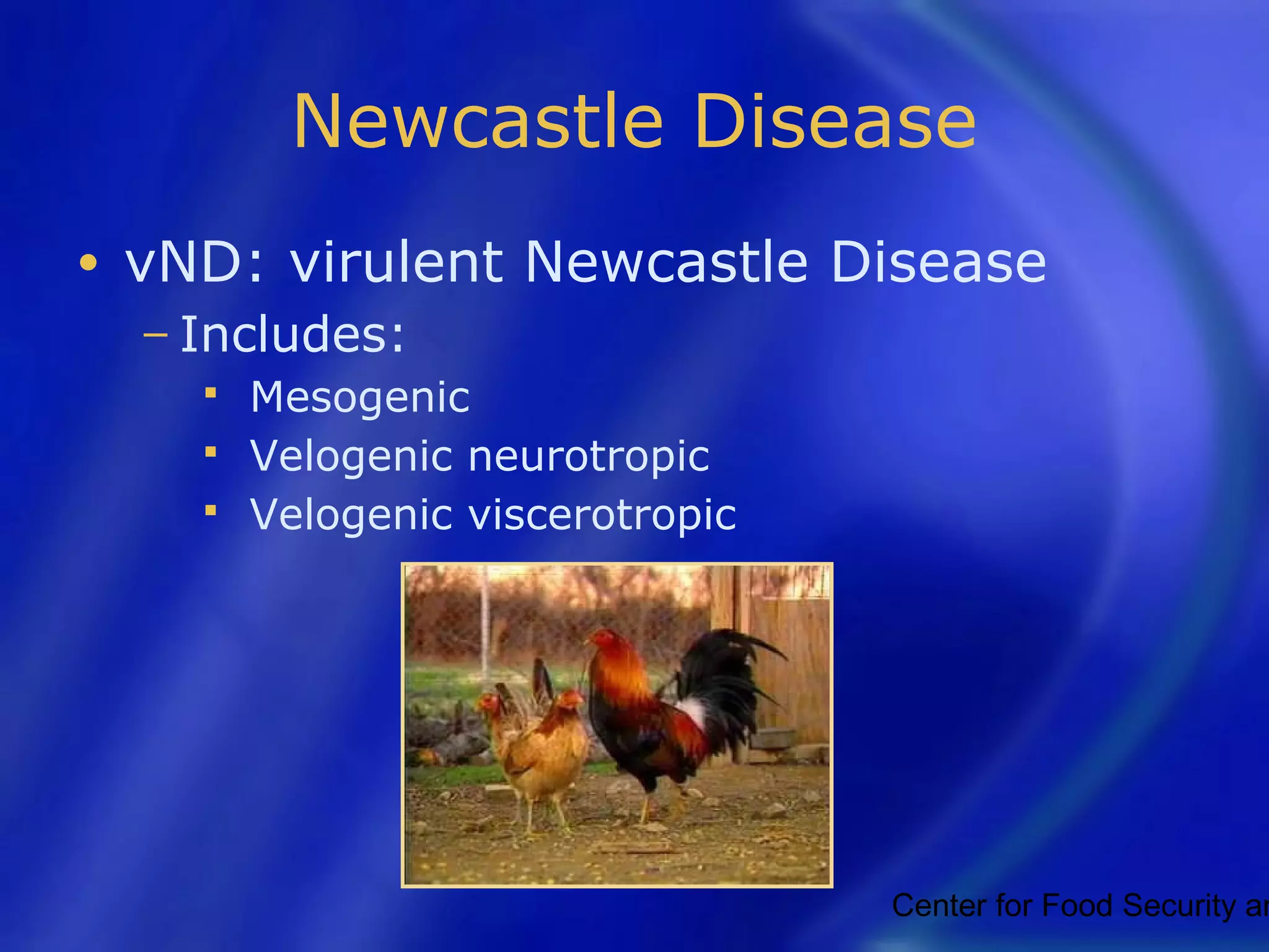 Newcastle disease | PPT