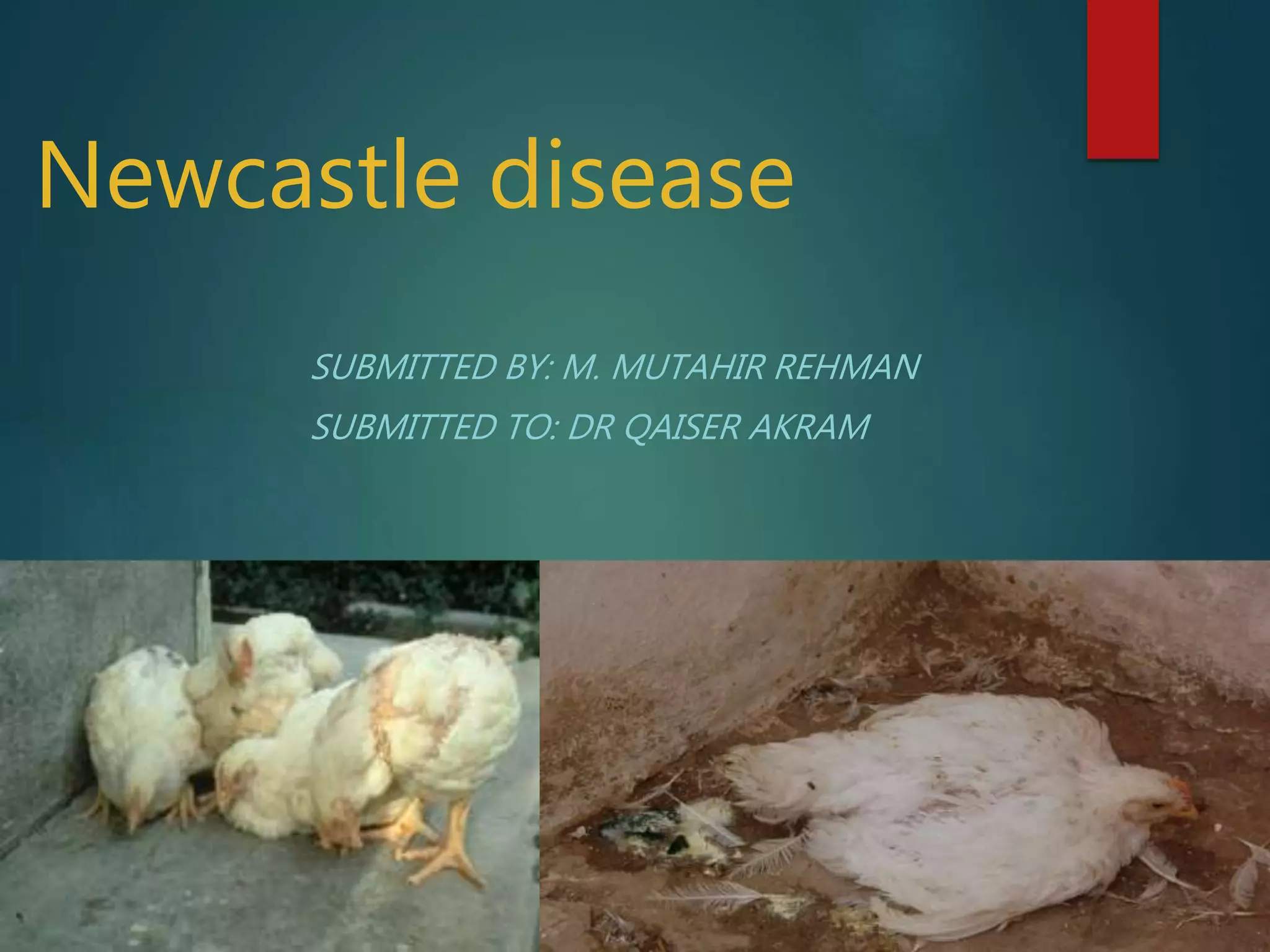 Newcastle disease | PPTX
