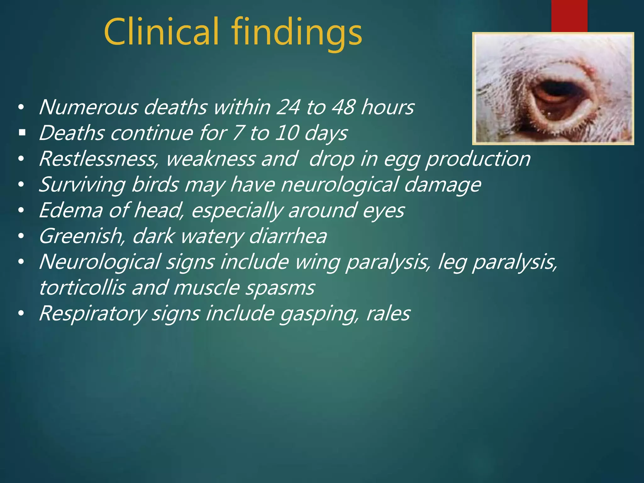 Newcastle disease | PPTX