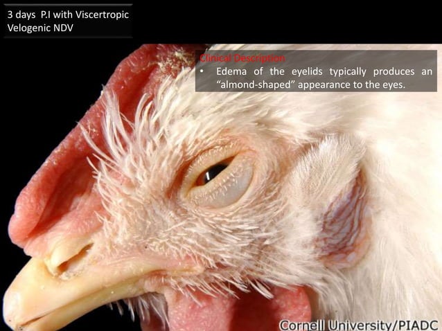 Newcastle Disease - Photo Session | PPTX