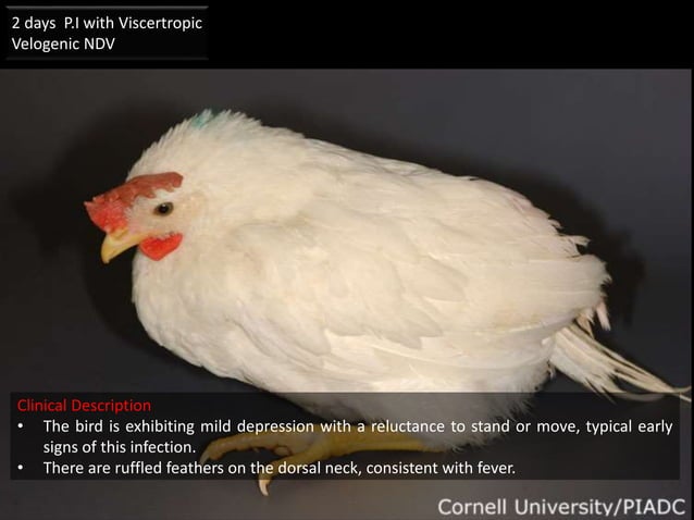 Newcastle Disease - Photo Session | PPTX
