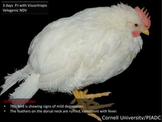 Newcastle Disease - Photo Session | PPTX