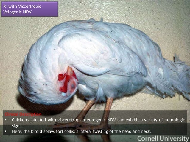 Newcastle Disease - Photo Session