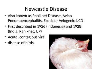 Newcastle_Disease_Detailed_Presentation.pptx