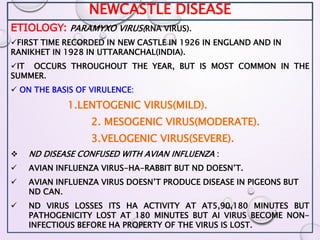 Newcastle disease | PPTX