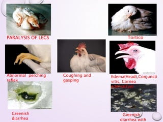 Newcastle disease | PPTX