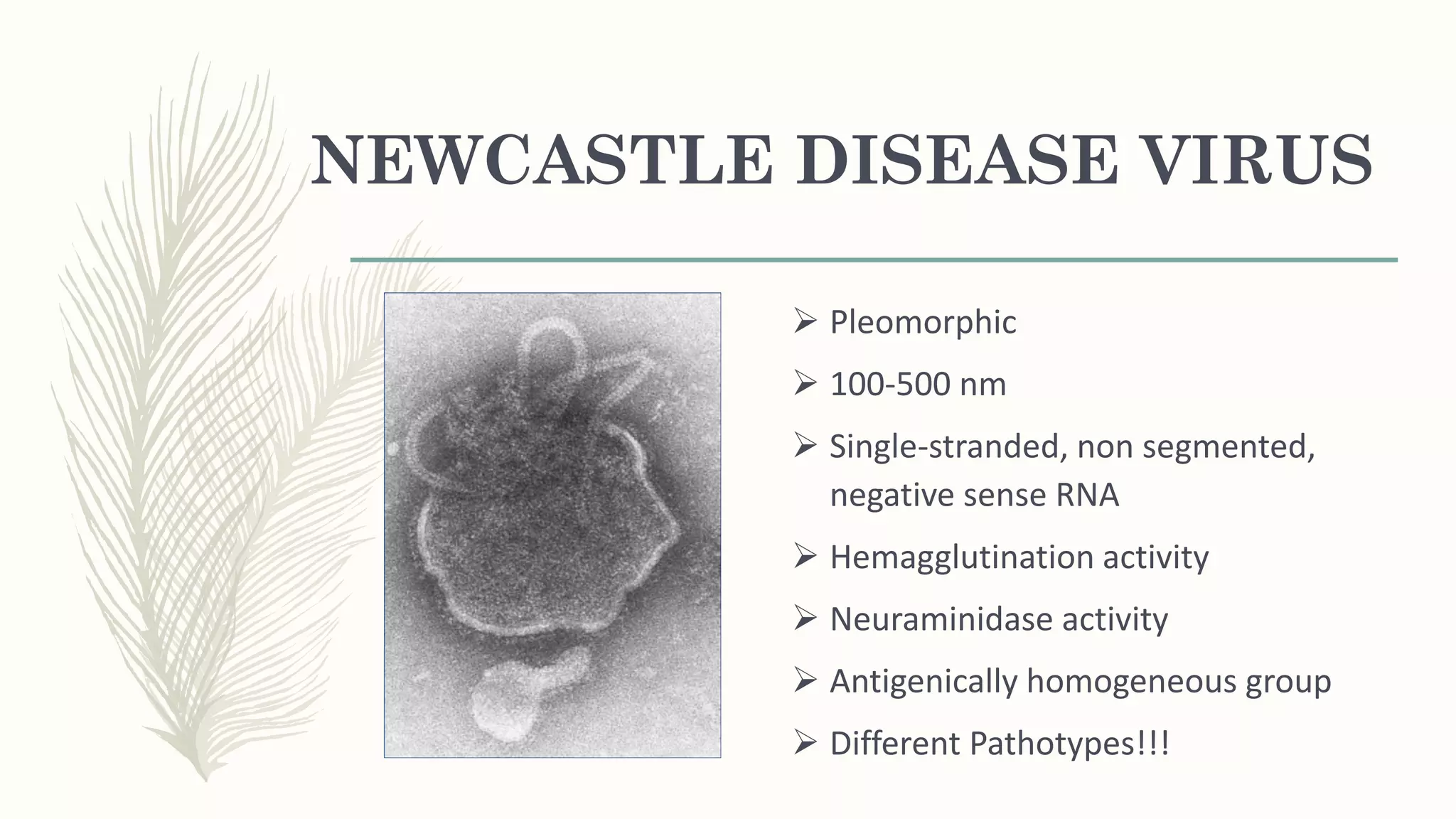 Newcastle disease outbreak in region III by Dr E Lapuz | PDF