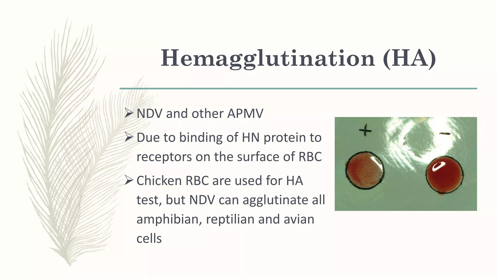 Newcastle disease outbreak in region III by Dr E Lapuz | PDF