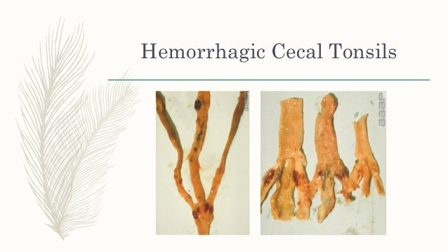 Newcastle disease outbreak in region III by Dr E Lapuz