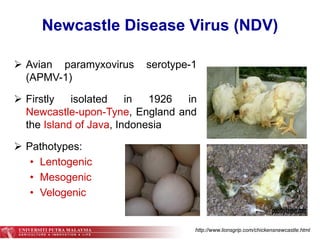 Newcastle disease virus: from poultry vaccine to malignacy hero | PDF