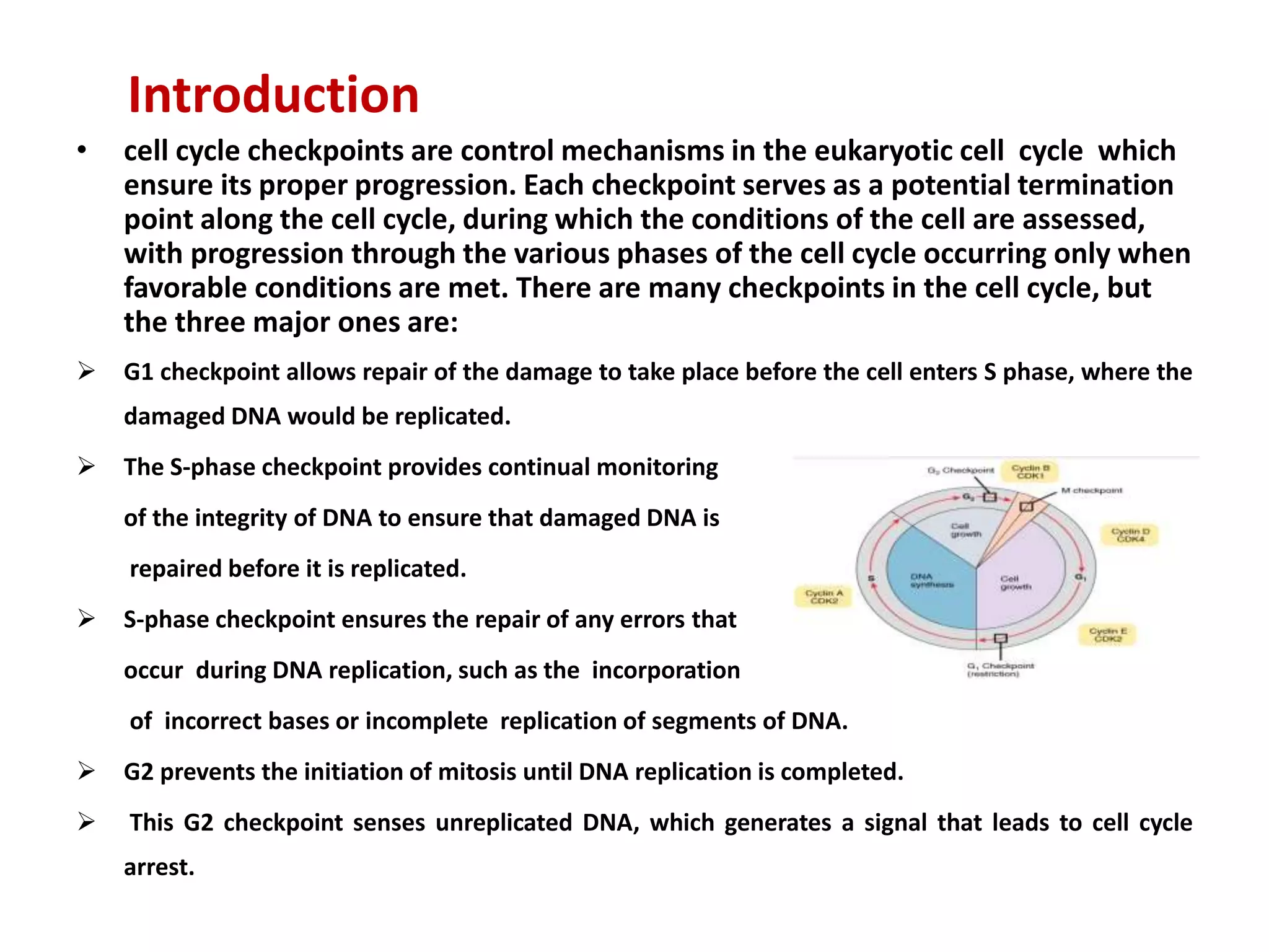Cell cycle checkpoints.pptx