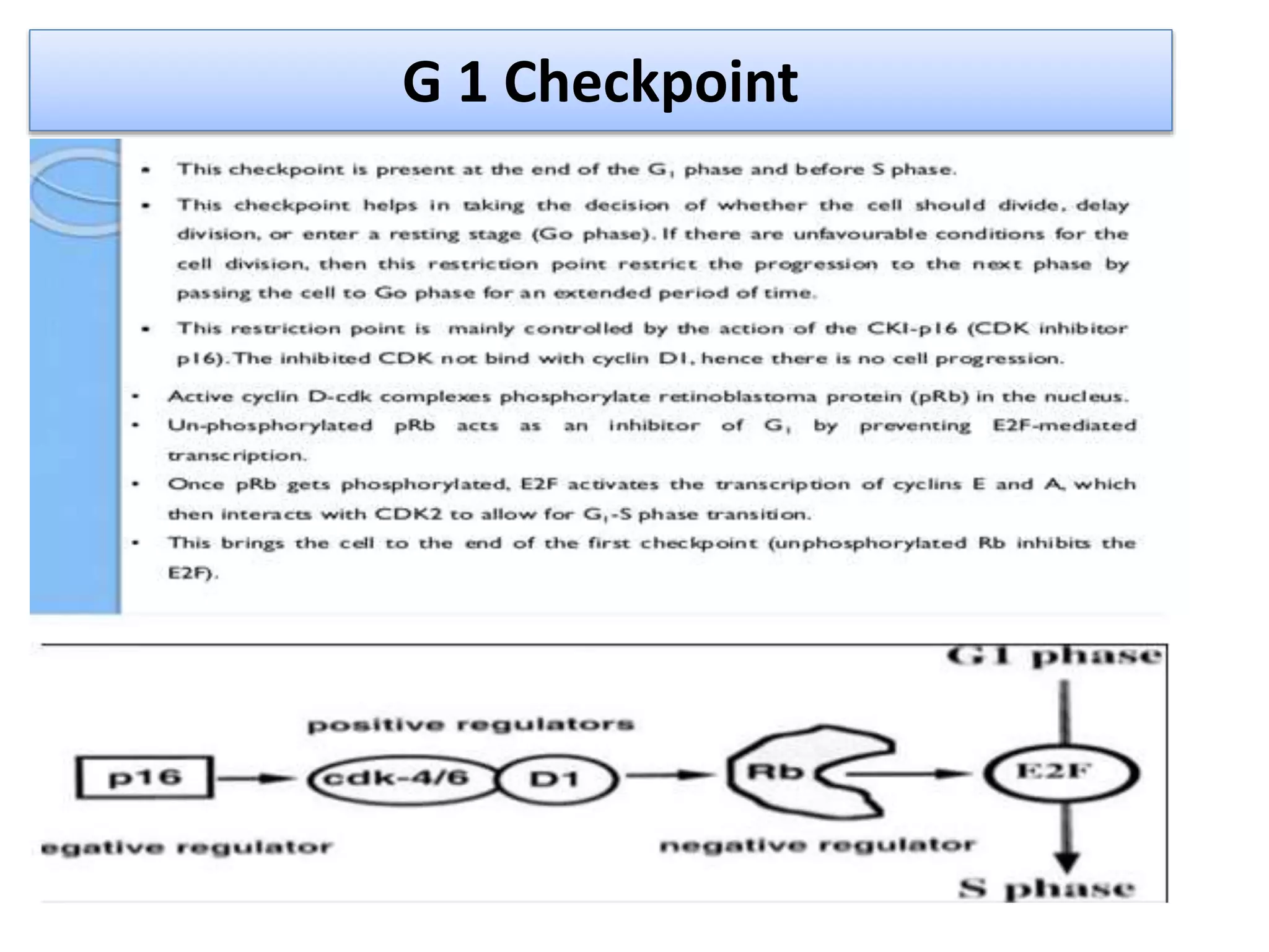 Cell cycle checkpoints.pptx
