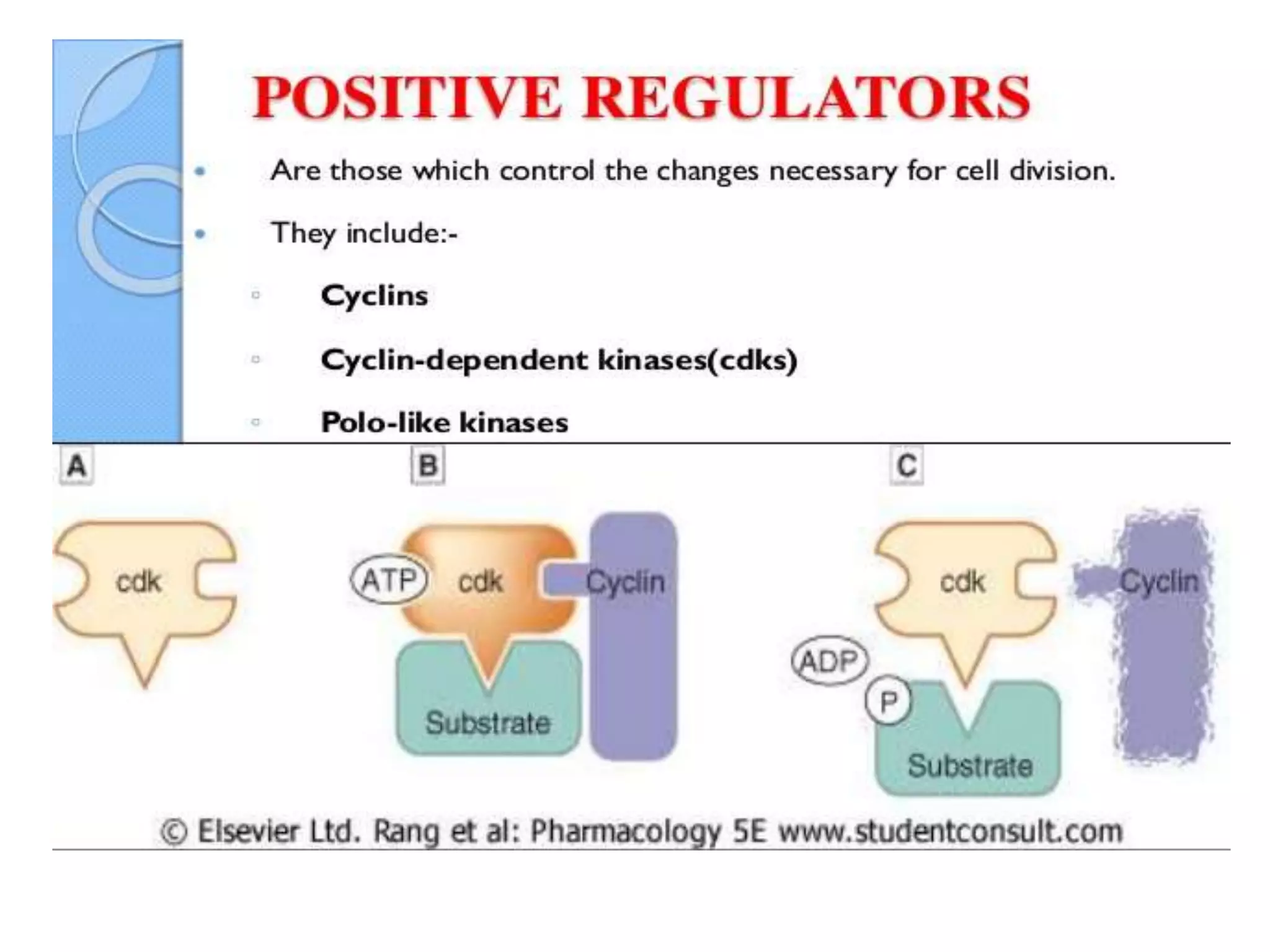 Cell cycle checkpoints.pptx