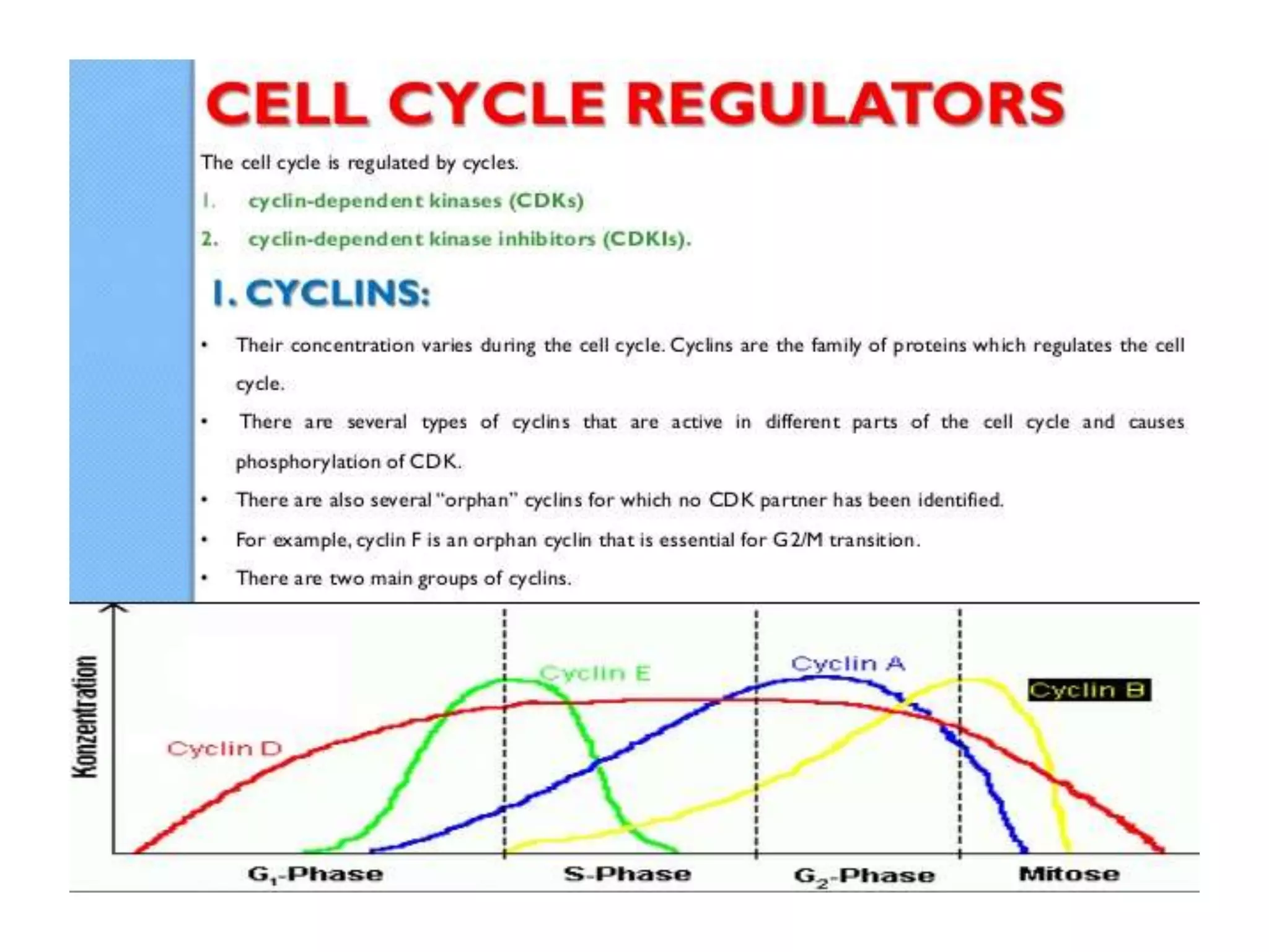 Cell cycle checkpoints.pptx