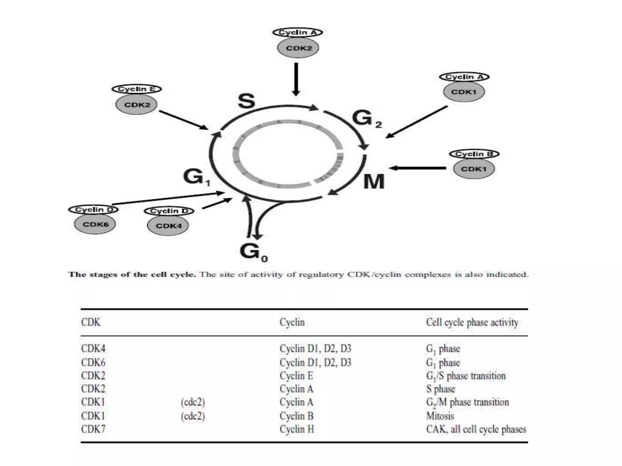 Cell cycle checkpoints.pptx