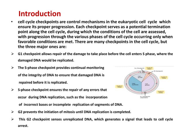 Cell cycle checkpoints.pptx | Genetics | Science