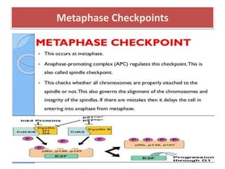 Cell cycle checkpoints.pptx