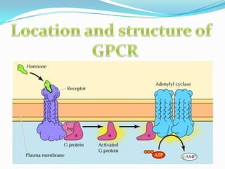 gpcr (g-protein) | PPTX