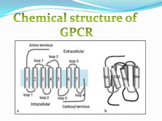 gpcr (g-protein) | PPTX