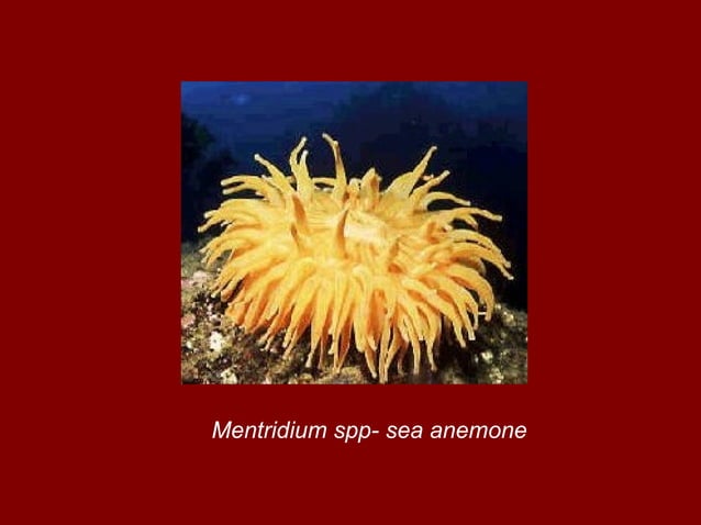 New cnidaria | PPT