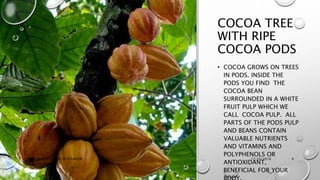 Cocoa vinegar from cocoa pulp COLD PROCESSED the optimum for your ...