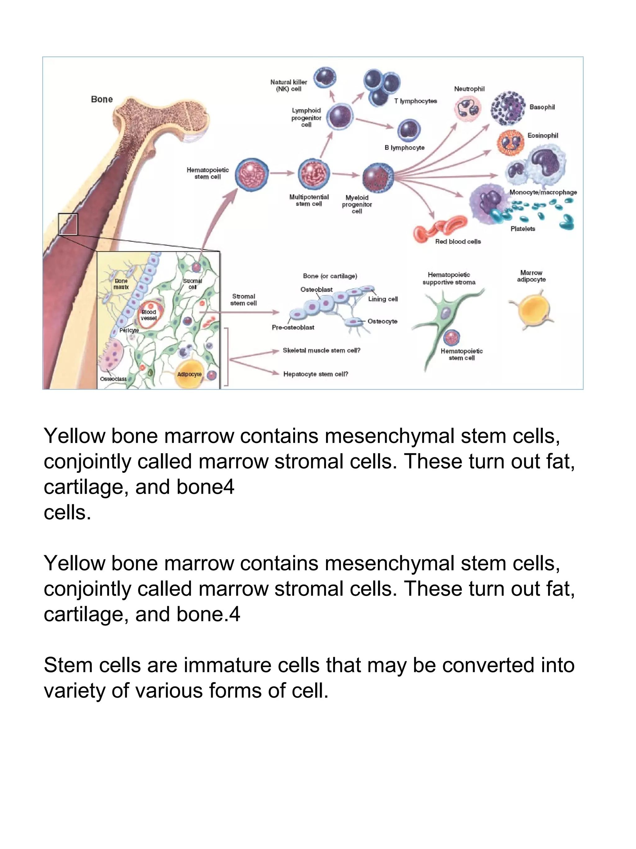 Bone marrow and stem cells | PPT