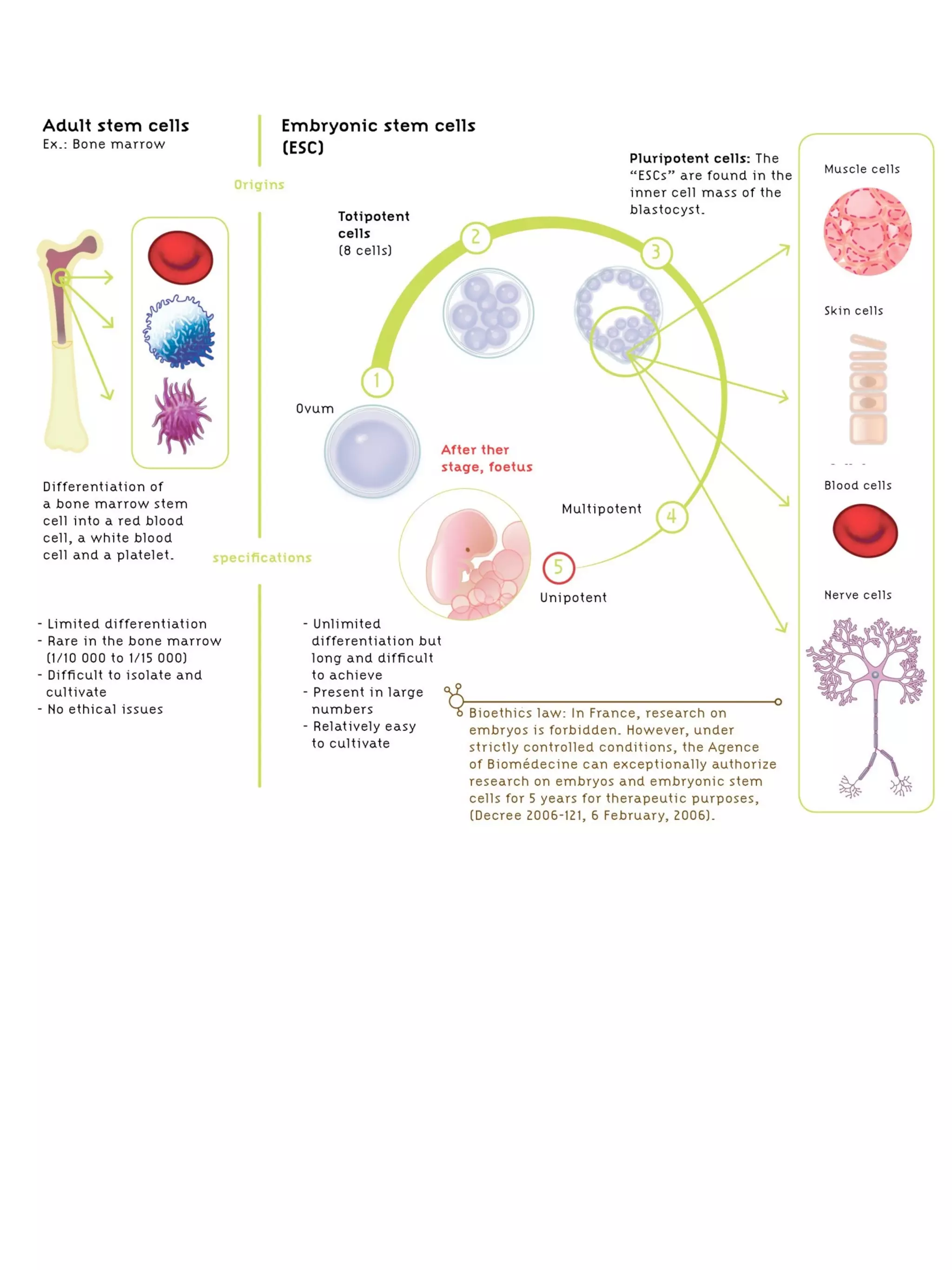Bone marrow and stem cells | PPT
