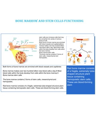 Bone marrow and stem cells | PPT