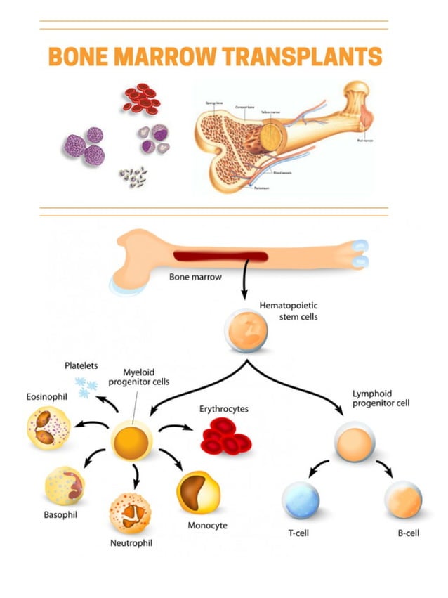 Bone marrow and stem cells | PPT