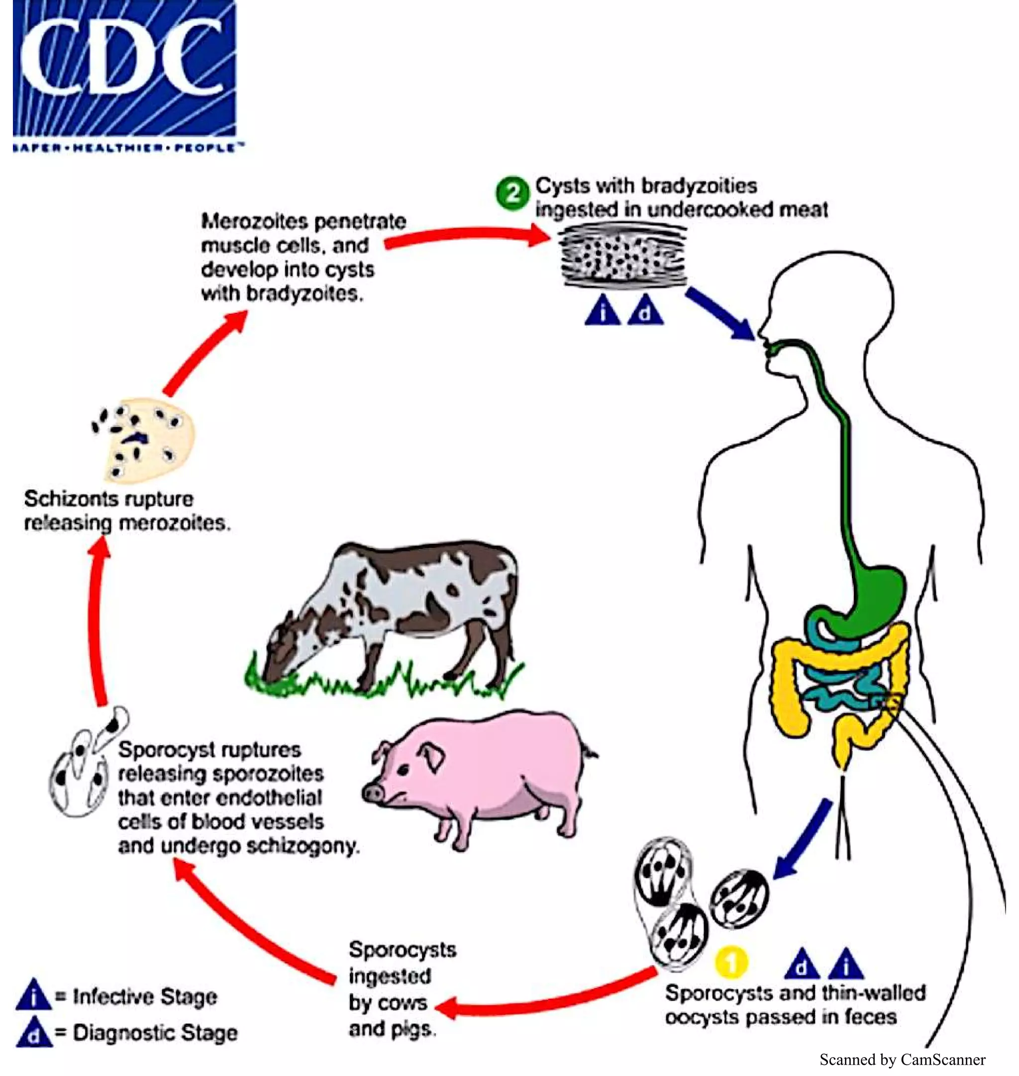 cysticercus tenuicollis&sarcocyst collection photos in sheep | PDF