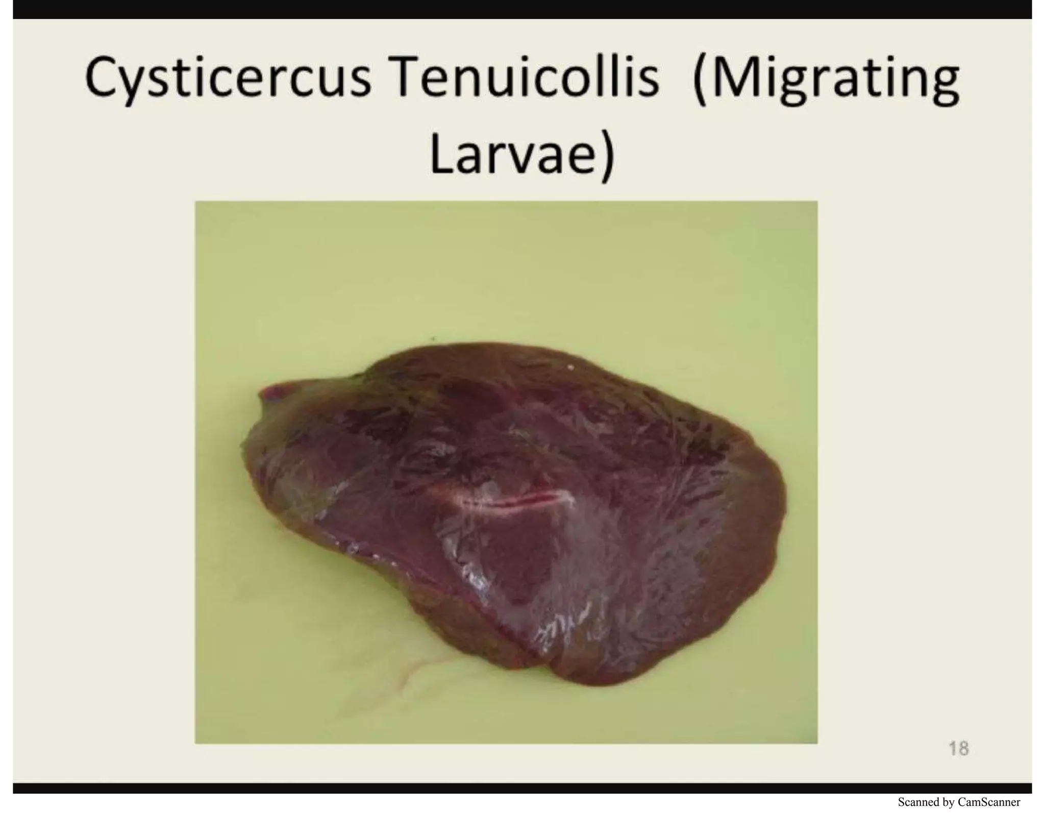 cysticercus tenuicollis&sarcocyst collection photos in sheep | PDF