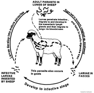 cysticercus tenuicollis&sarcocyst collection photos in sheep | PDF