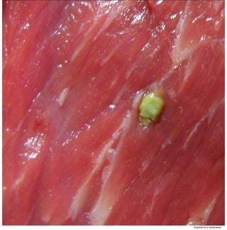 cysticercus tenuicollis&sarcocyst collection photos in sheep | PDF