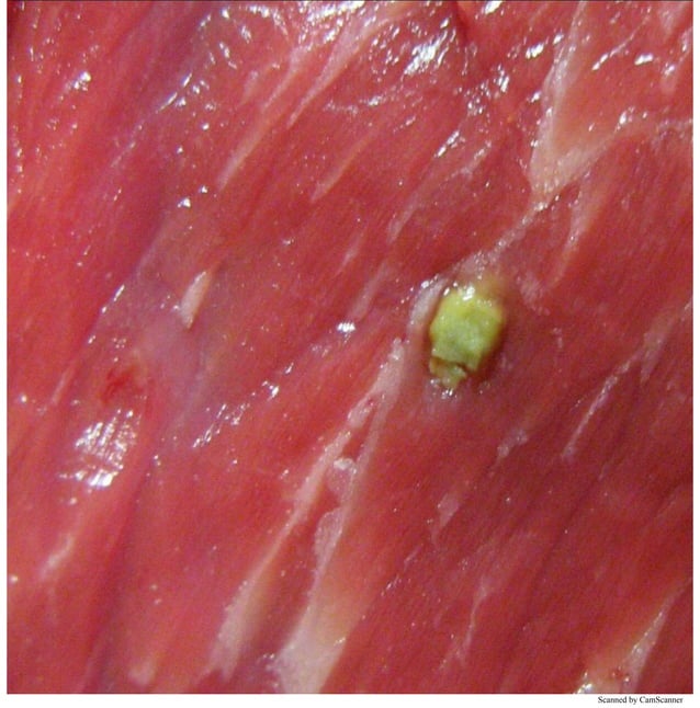 cysticercus tenuicollis&sarcocyst collection photos in sheep | PDF