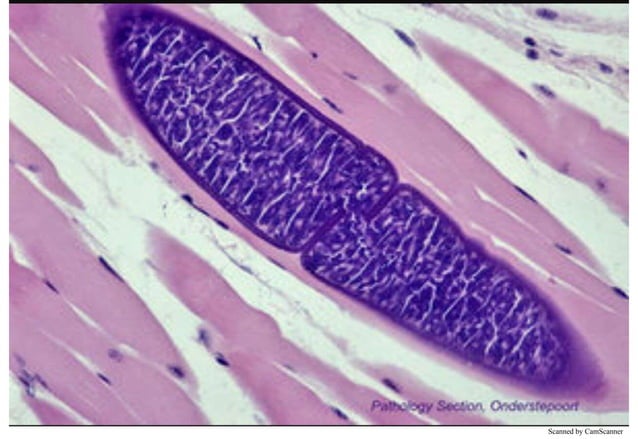 cysticercus tenuicollis&sarcocyst collection photos in sheep | PDF