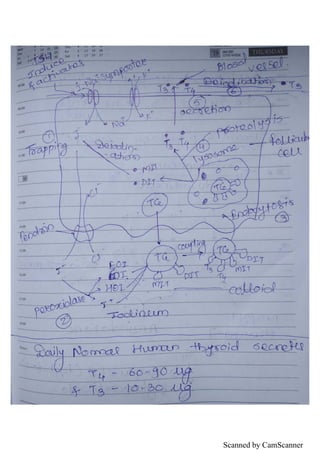Thyroid Physiology short notes | PDF