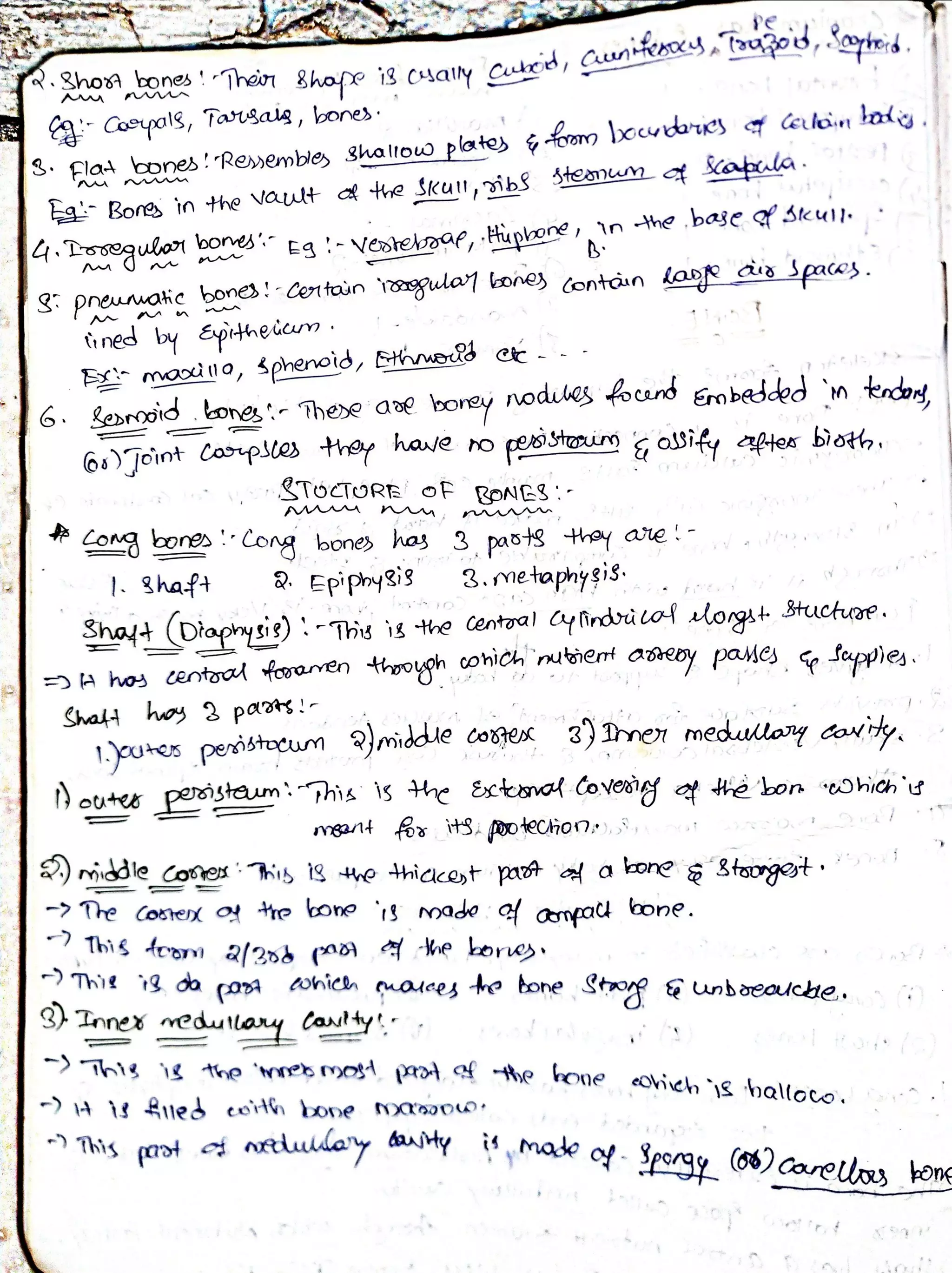 Bones of human body Notes | PDF