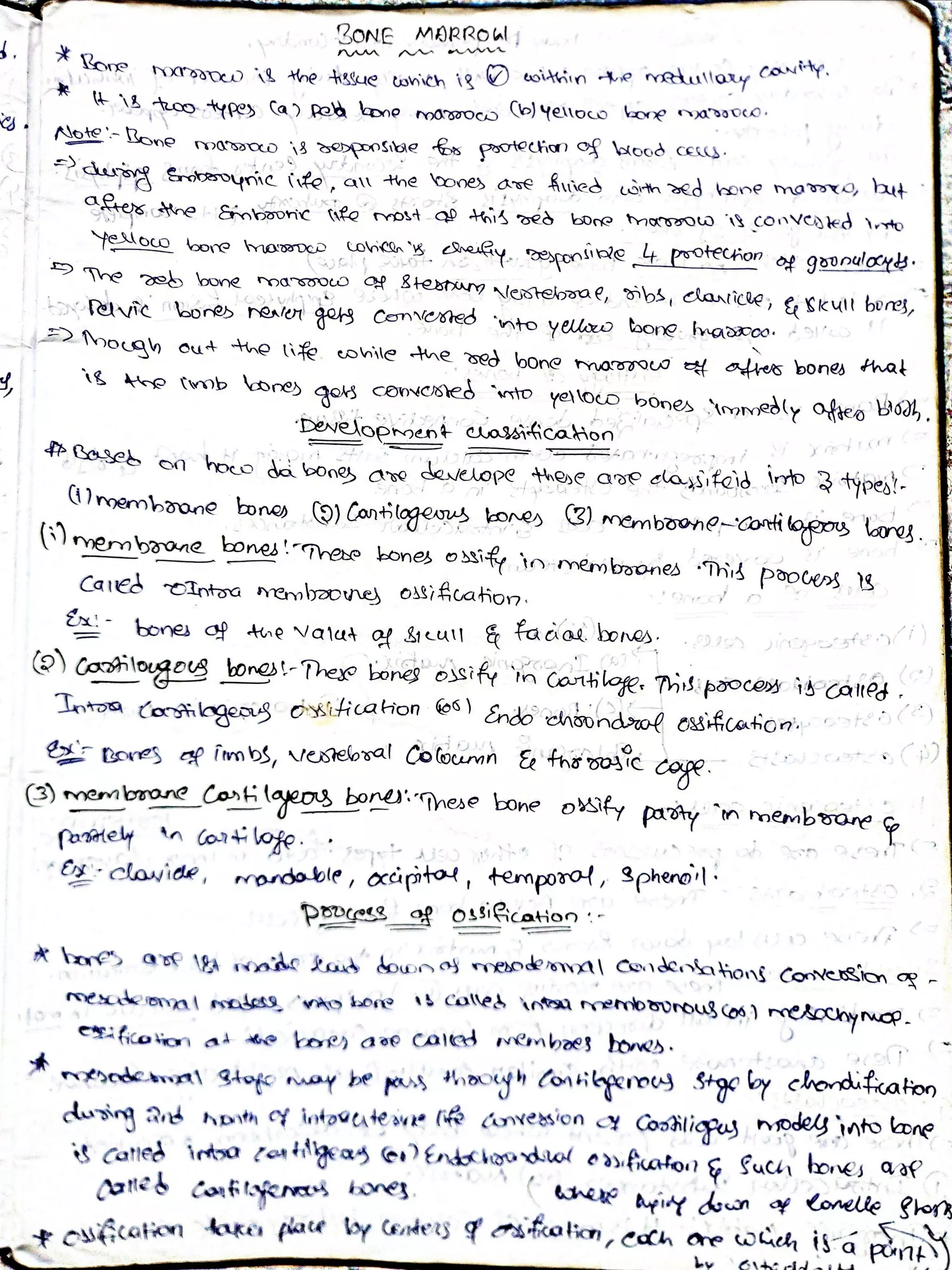 Bones of human body Notes | PDF