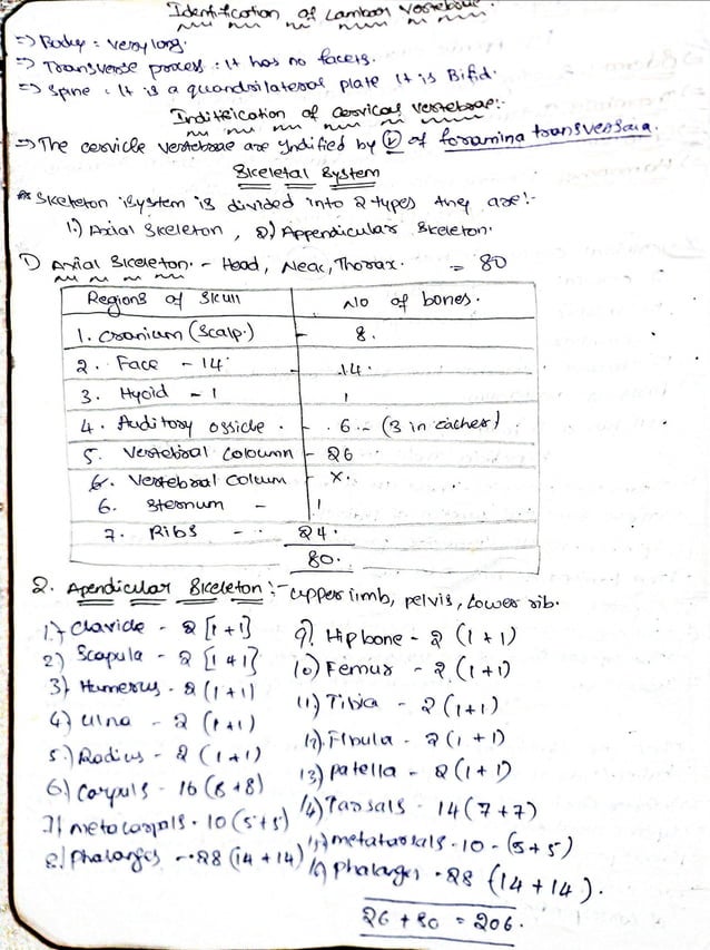 Bones of human body Notes | PDF | Bone and Joint Conditions | Diseases ...