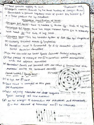 Bones of human body Notes | PDF