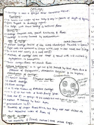 Bones of human body Notes | PDF